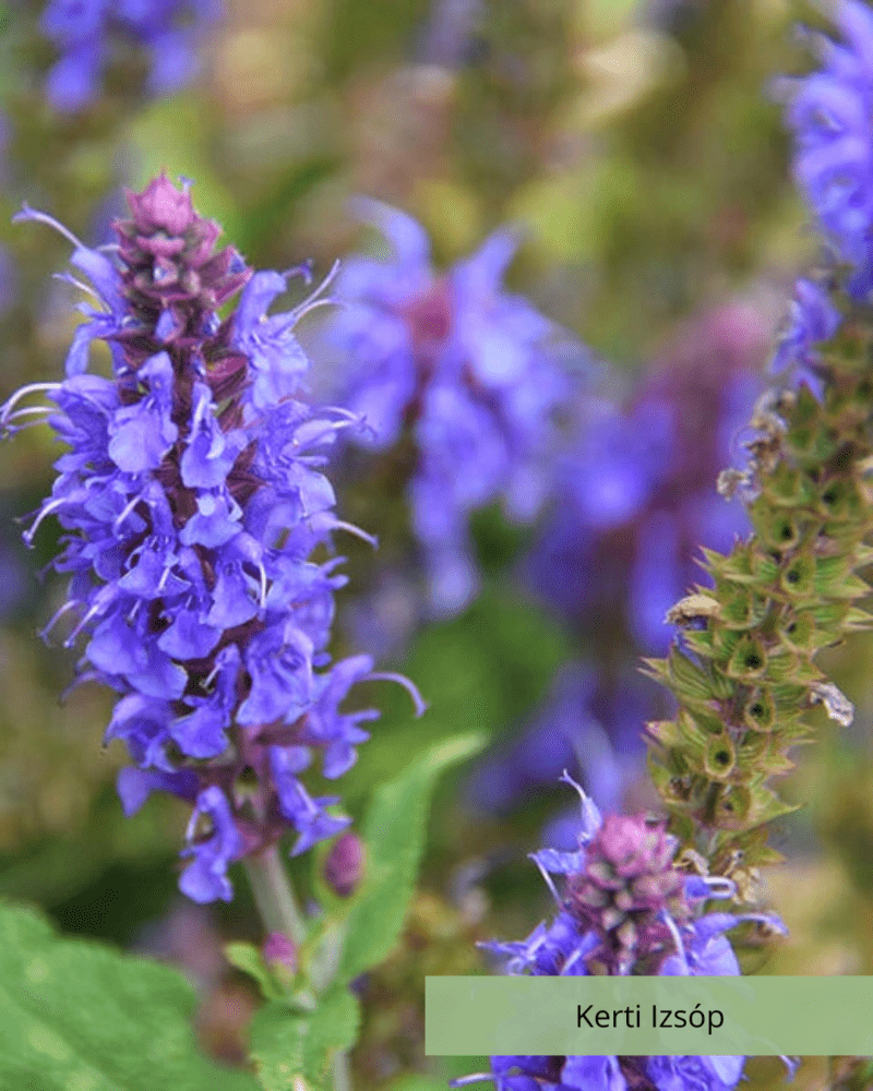 Kerti Izsóp – Hyssopus Officinalis Blue – Vágott virágok