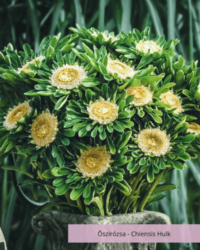 Vágott virágok – Friss, vegyszermentes vágott virágok őstermelőtől