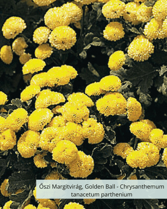 Őszi Margitvirág – Chrysanthemum tanacetum parthenium, Golden Ball ...
